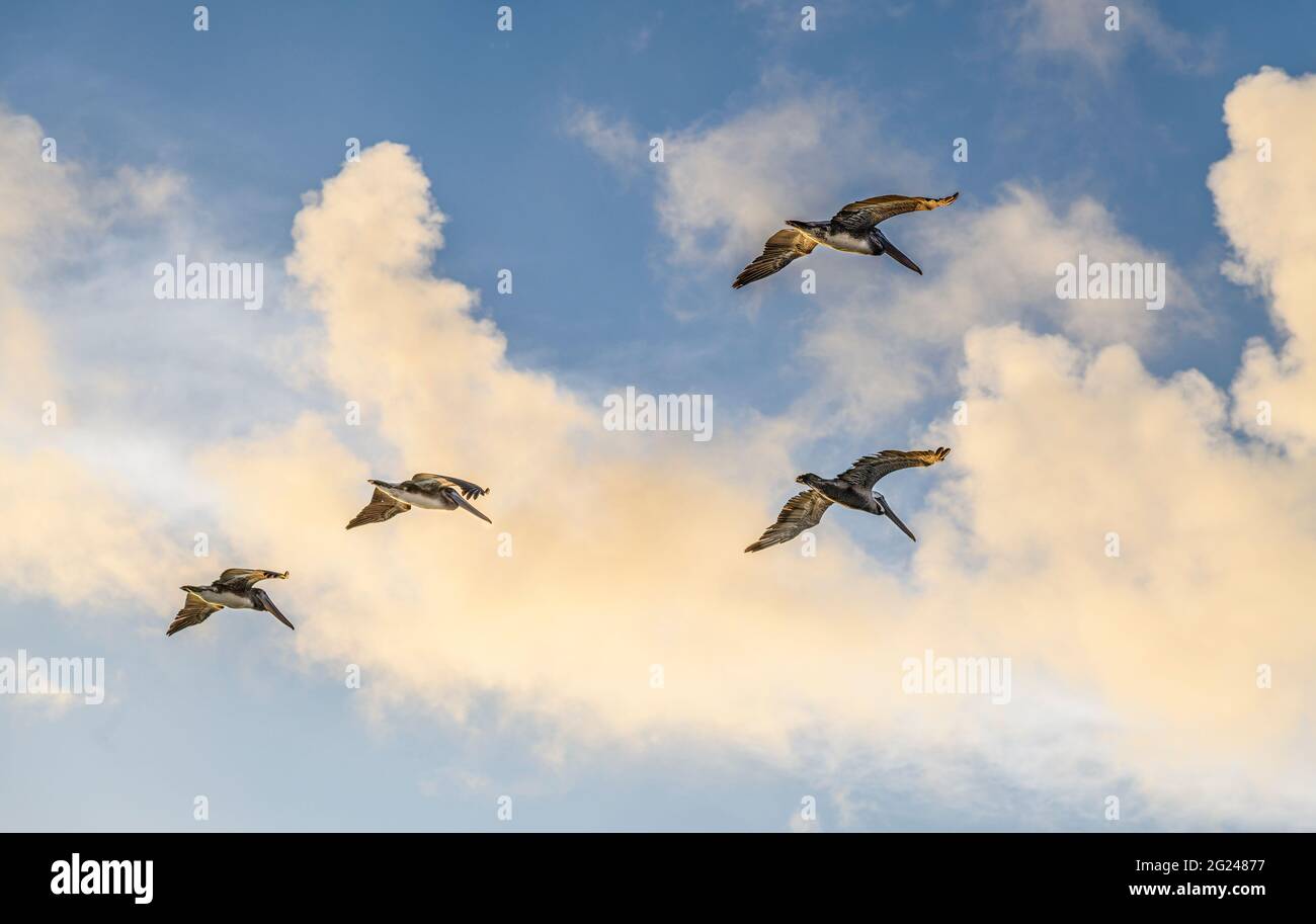 Pelicans flying in formation hi-res stock photography and images - Alamy