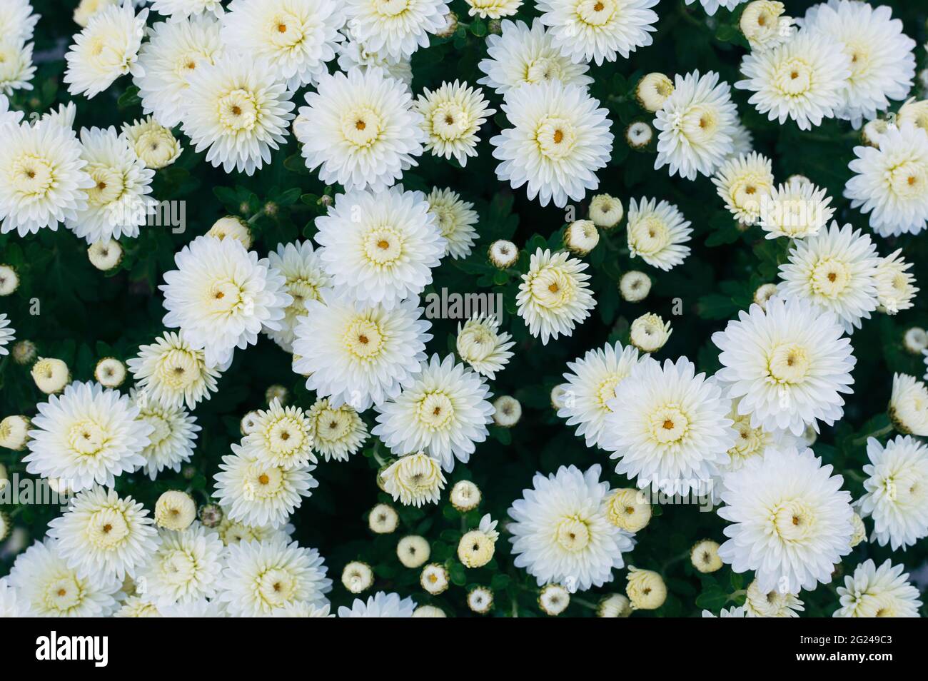 Overhead view white chrysanthemums hi-res stock photography and images ...
