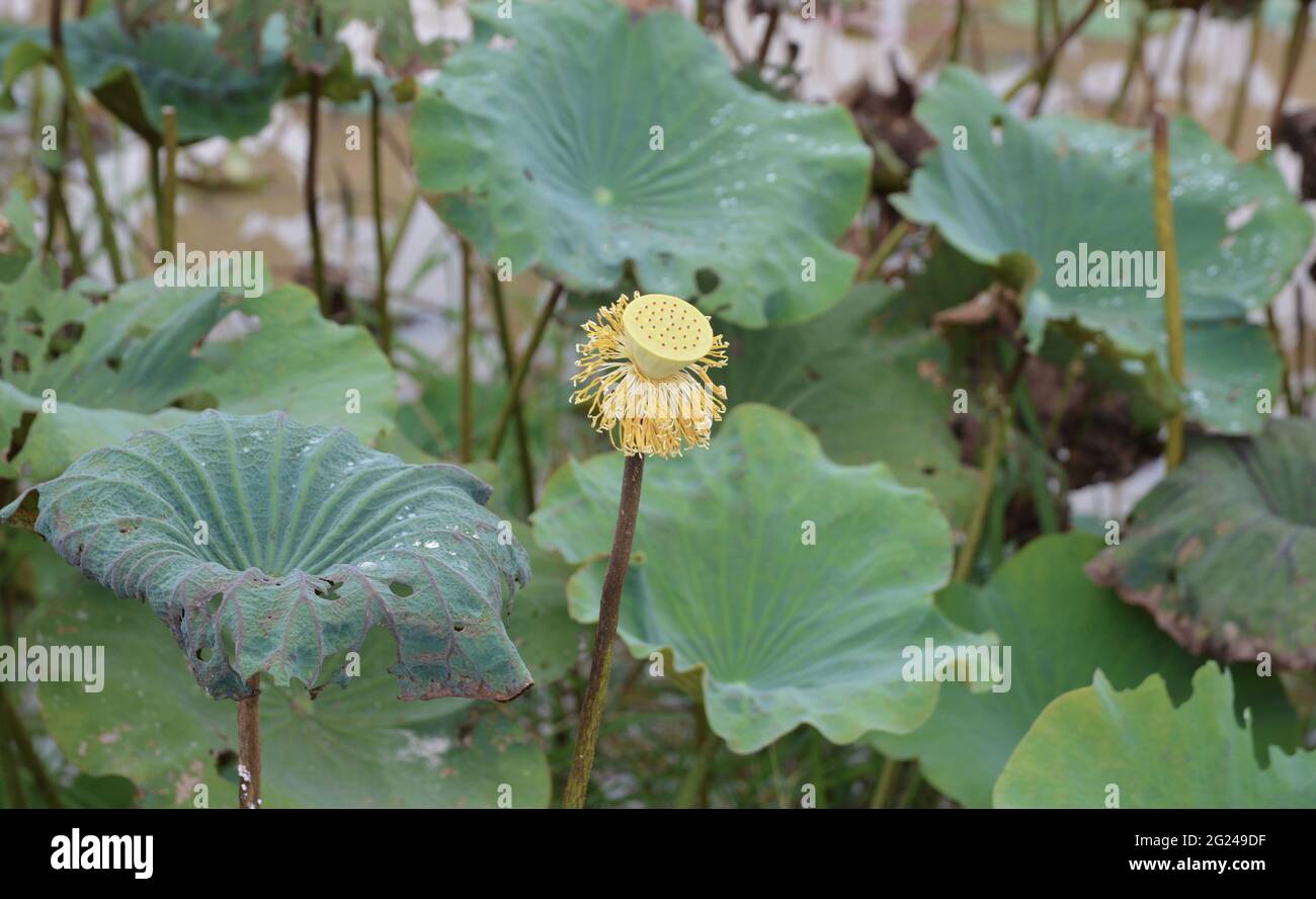 Bud petal and forming seed head hi-res stock photography and images - Alamy