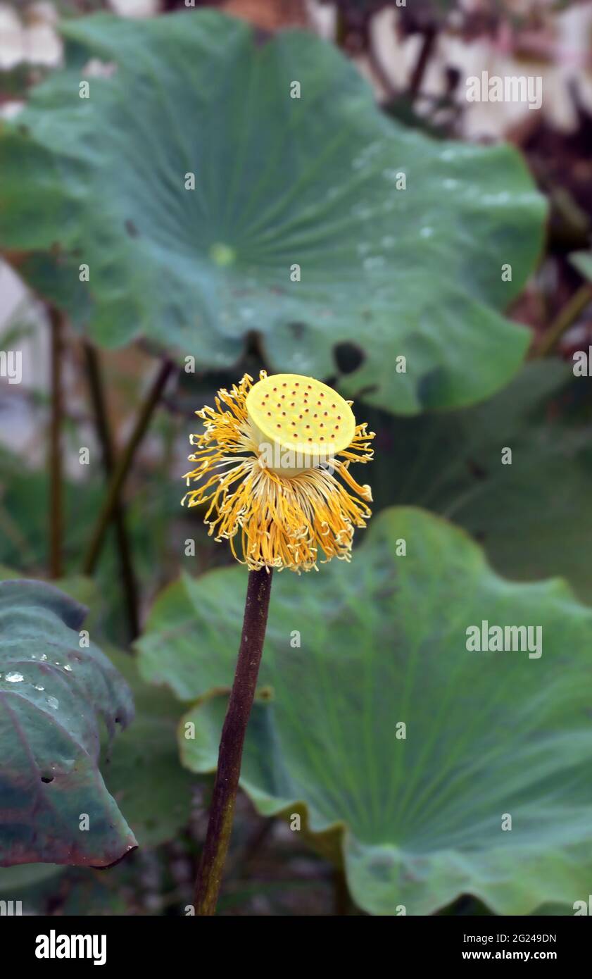 Young yellow lotus head in the lotus field of Siem Reap. Forming lotus ...