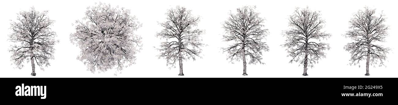 Set or collection of drawings of trees isolated on white background ...