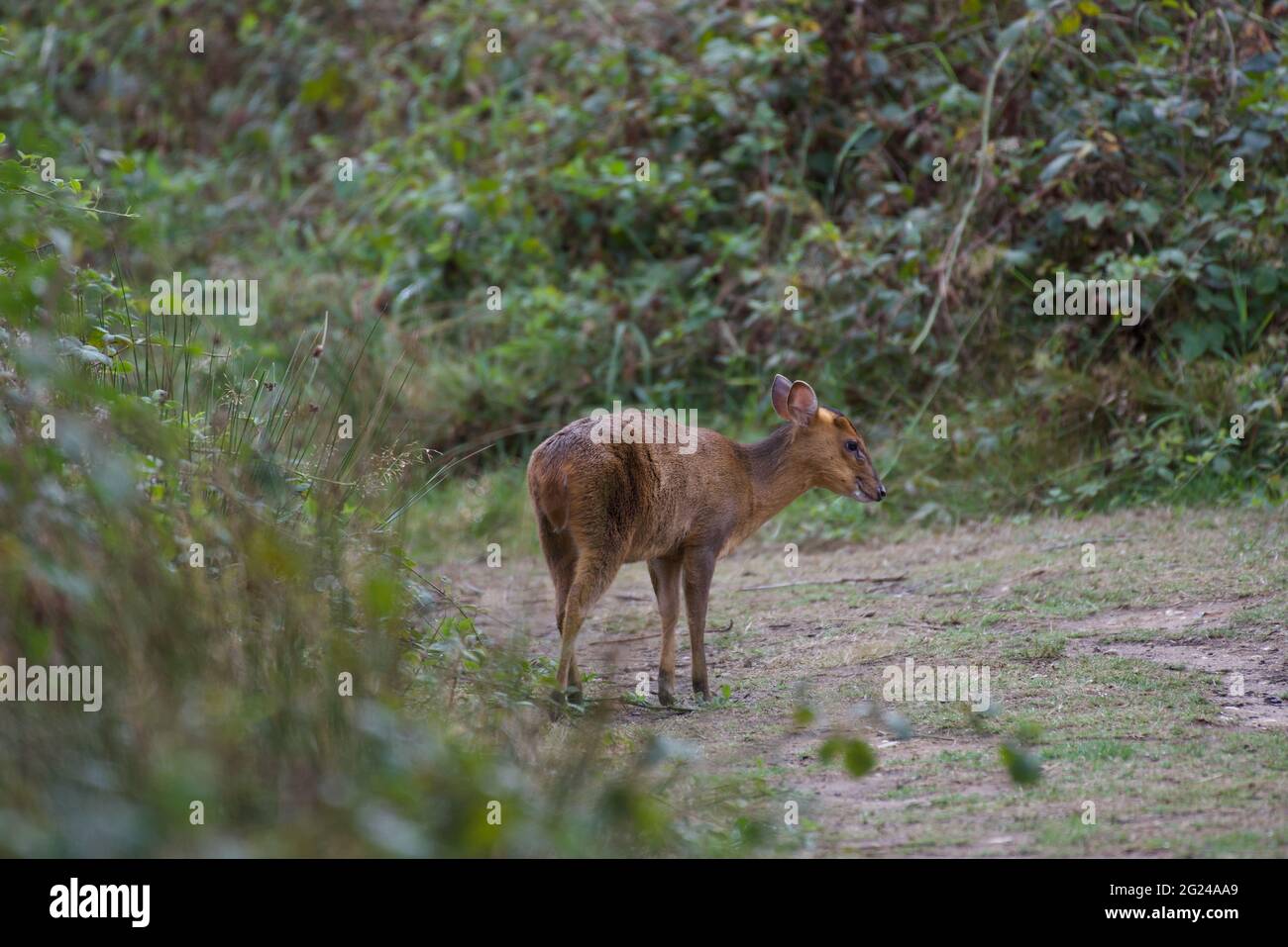 Miocene deer hi-res stock photography and images - Alamy