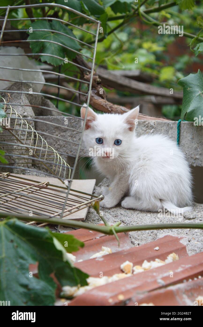 Homeless kitten, adorable white homeless kitten looks around with ...