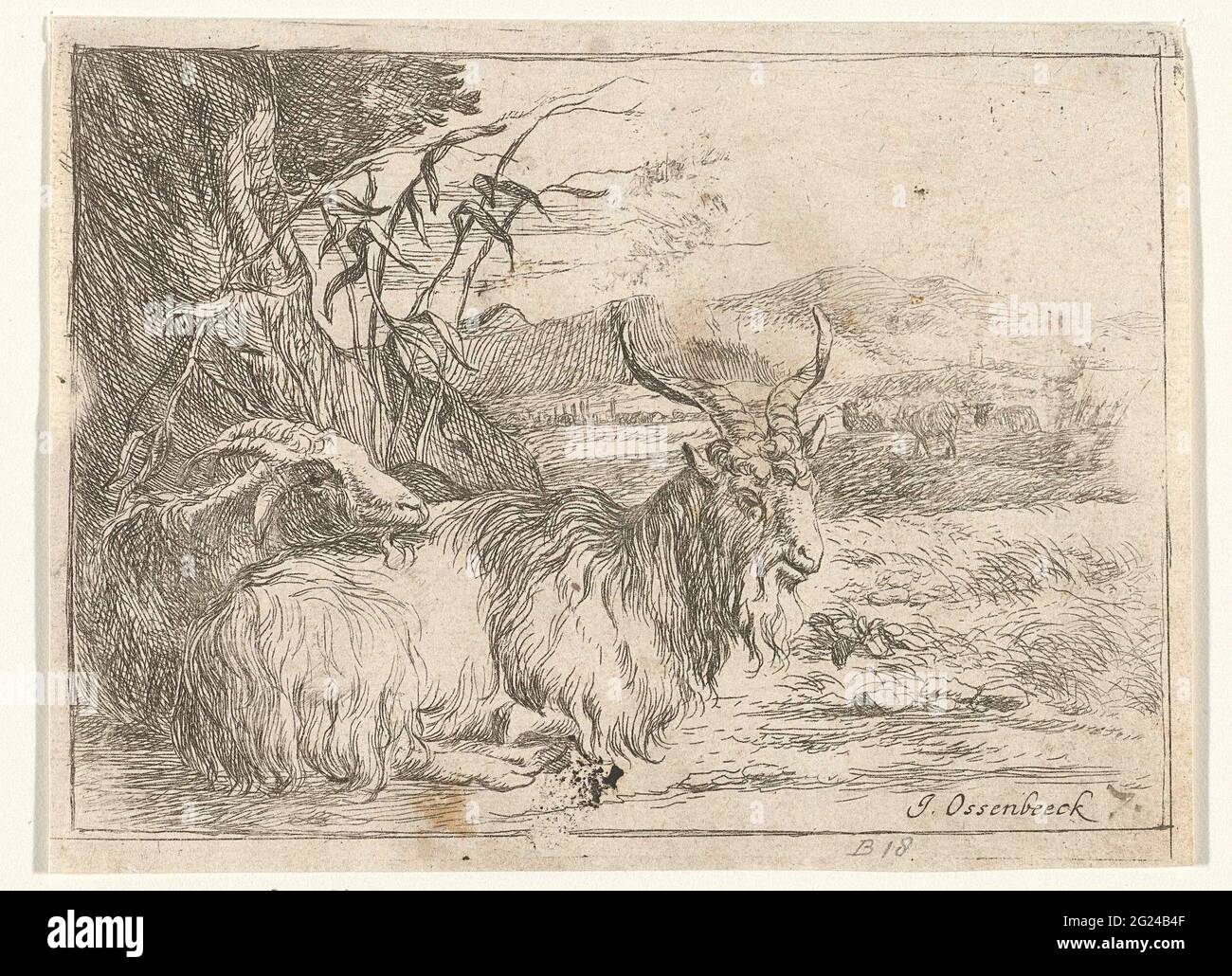 Goat and goat under a tree Stock Photo - Alamy