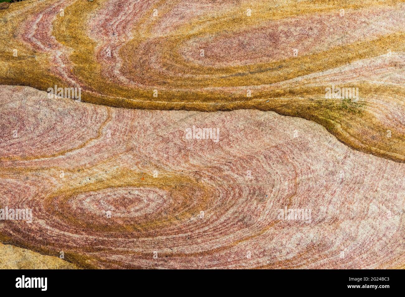 Australia, New South Wales, Blue Mountains National Park, Close up of ...