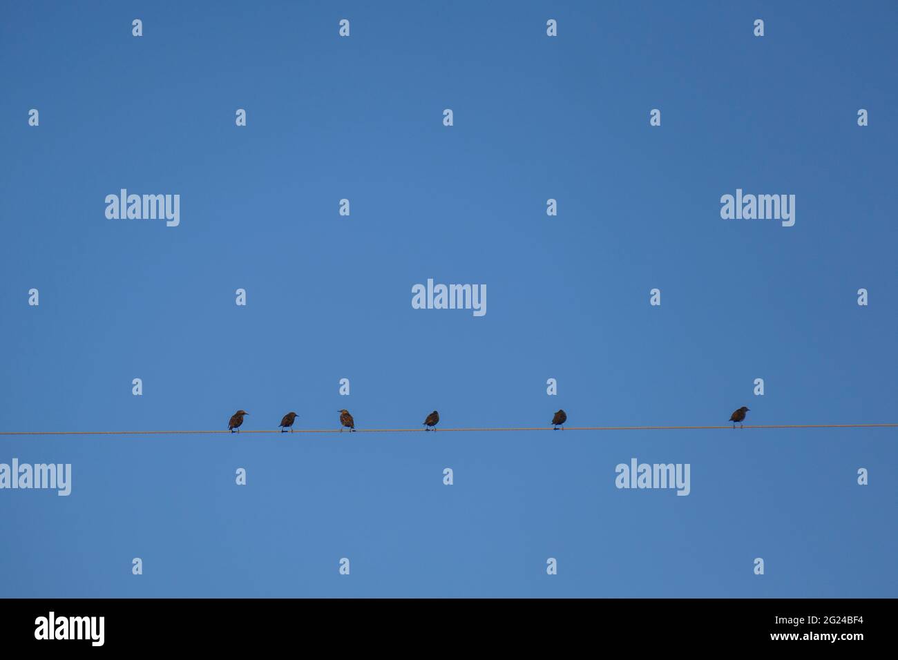 Starlings perching on cable wire against blue sky Stock Photo - Alamy