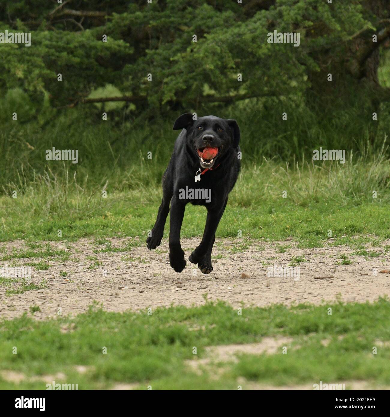 Flying black labrador Stock Photo - Alamy