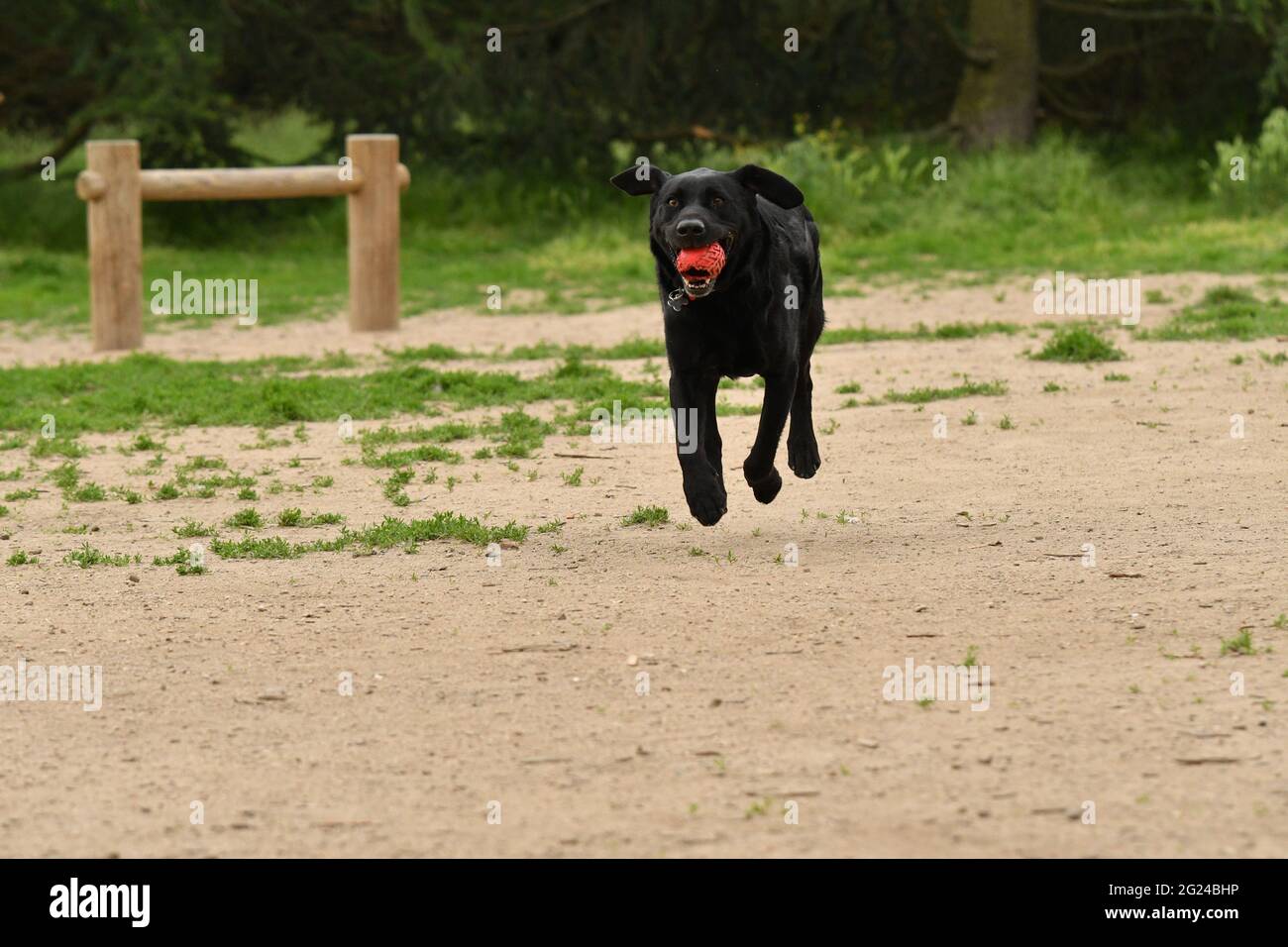 Flying black labrador Stock Photo - Alamy