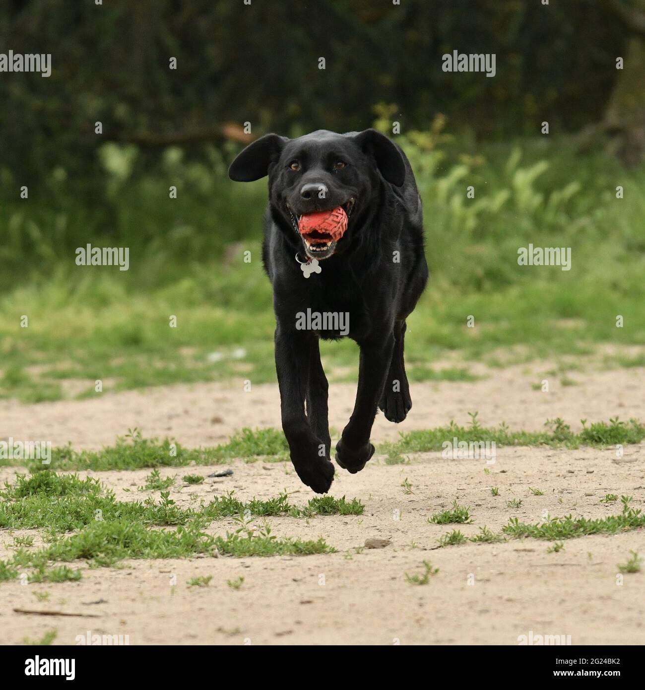 Flying black labrador Stock Photo - Alamy