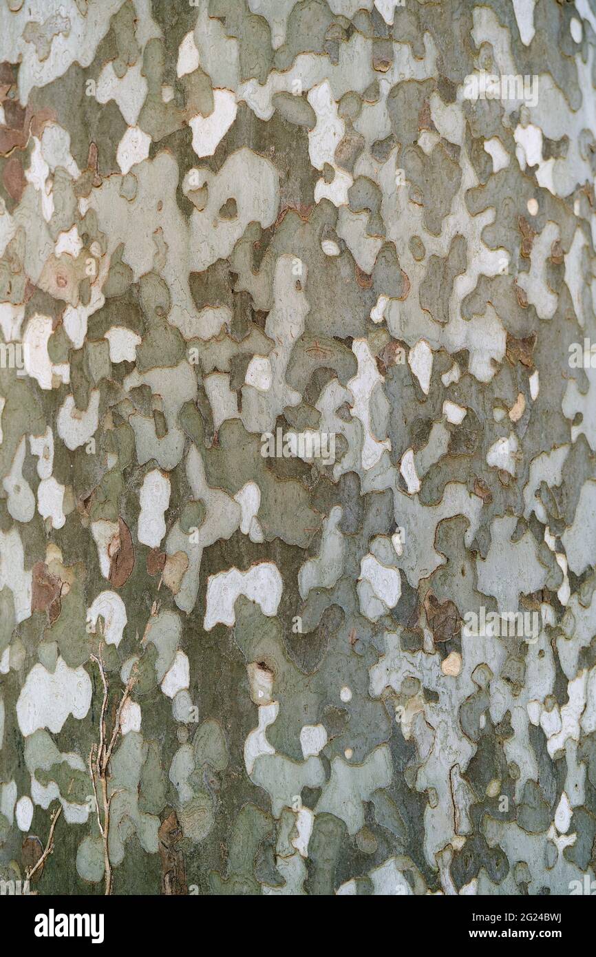 Spotty tree bark hi-res stock photography and images - Alamy