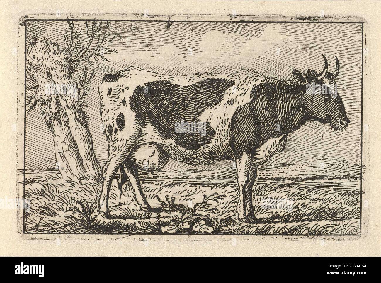 Spotted cow; Cows Stock Photo - Alamy