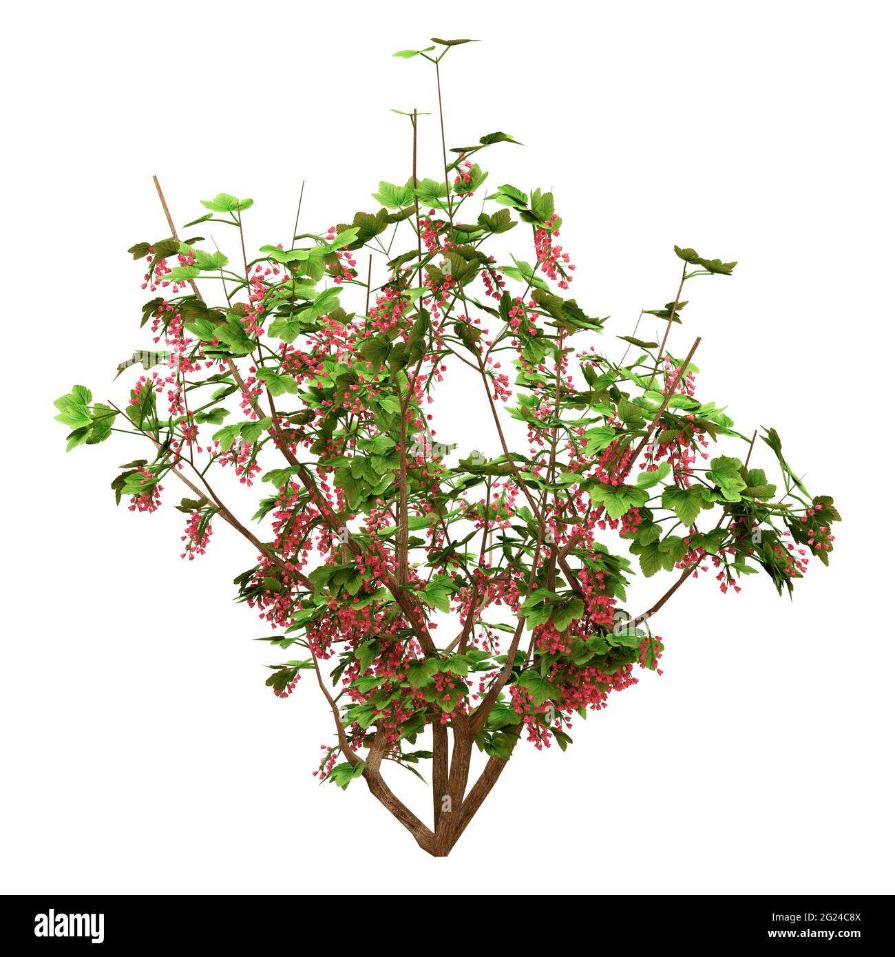 3D rendering of a flowering currant bush isolated on white background ...