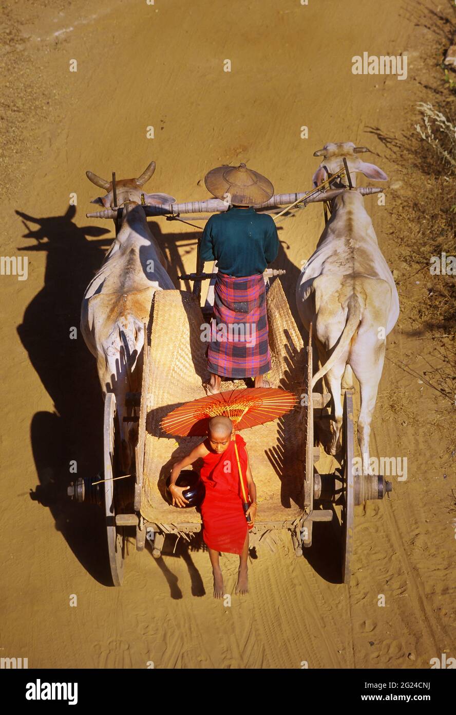 Myanmar, Bagan, Mandalay Division, Little Buddhist monk sitting on ox ...
