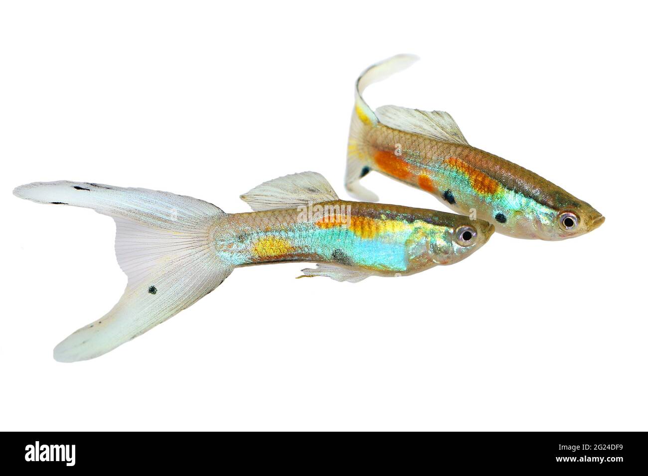 Neon Endler Guppy Double Swordtail Male Guppies Poecilia wingei ...