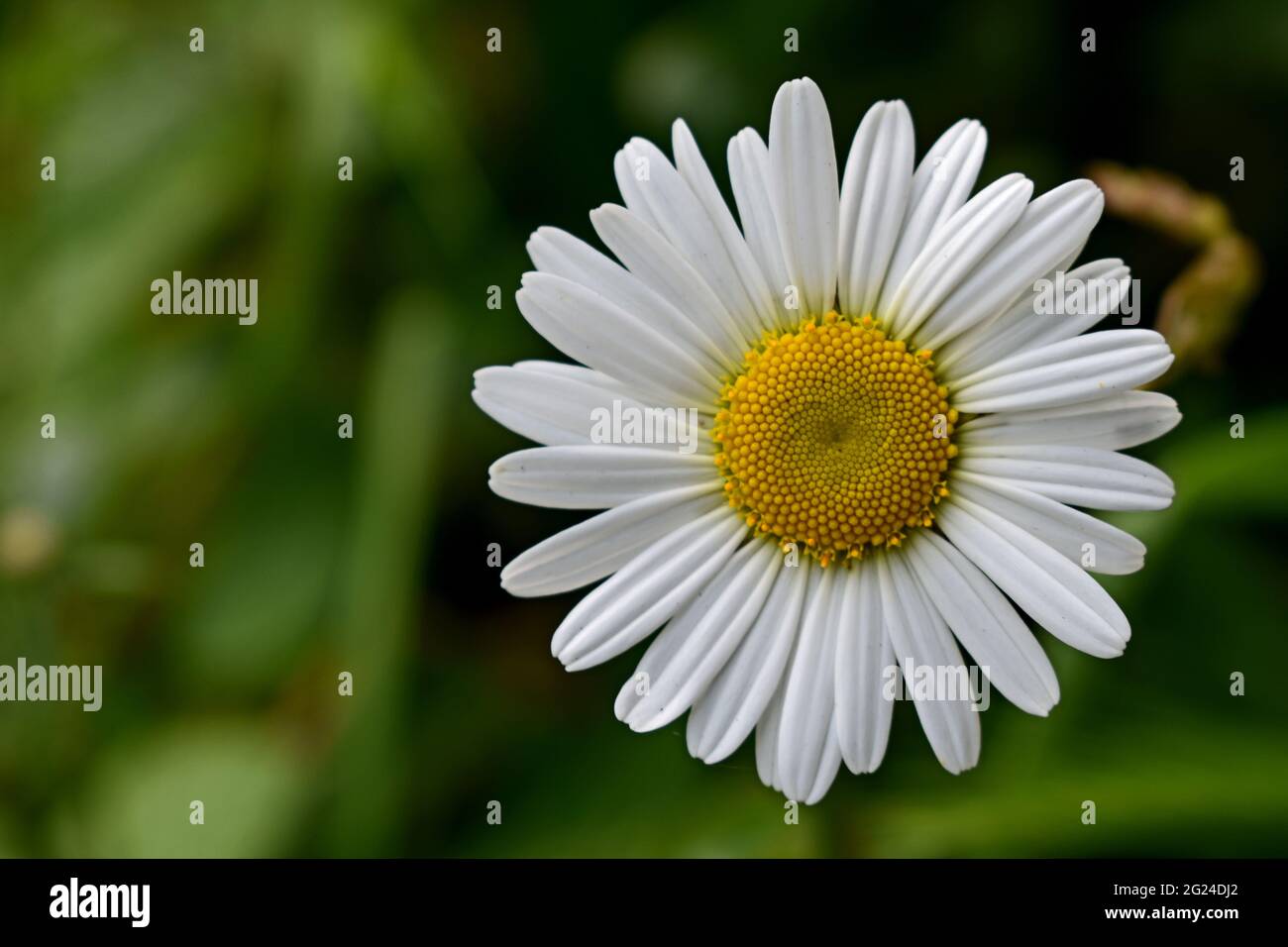 Marguerite flower petals hi-res stock photography and images - Alamy