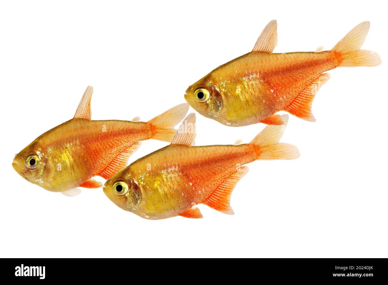 Orange Tetra Fish