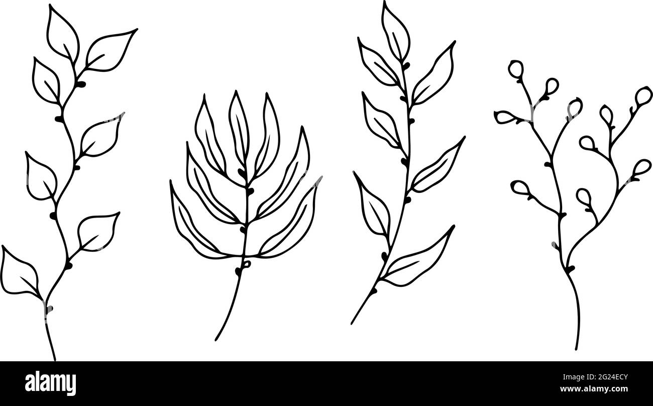 Eucalyptus doodle branch.Set of plants and tree branches with leaves ...