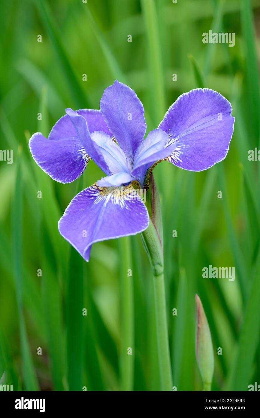 Iris 'Silver Edge'. Siberian iris 'Silver Edge'. Iris sibirica 'Silver ...