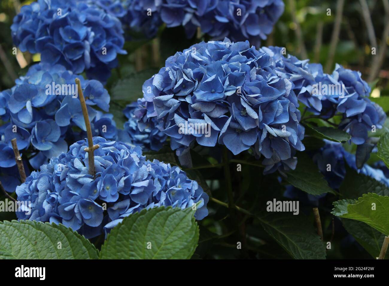 Bigleaf Hydrangea- Large blue hydrangea bush Stock Photo - Alamy