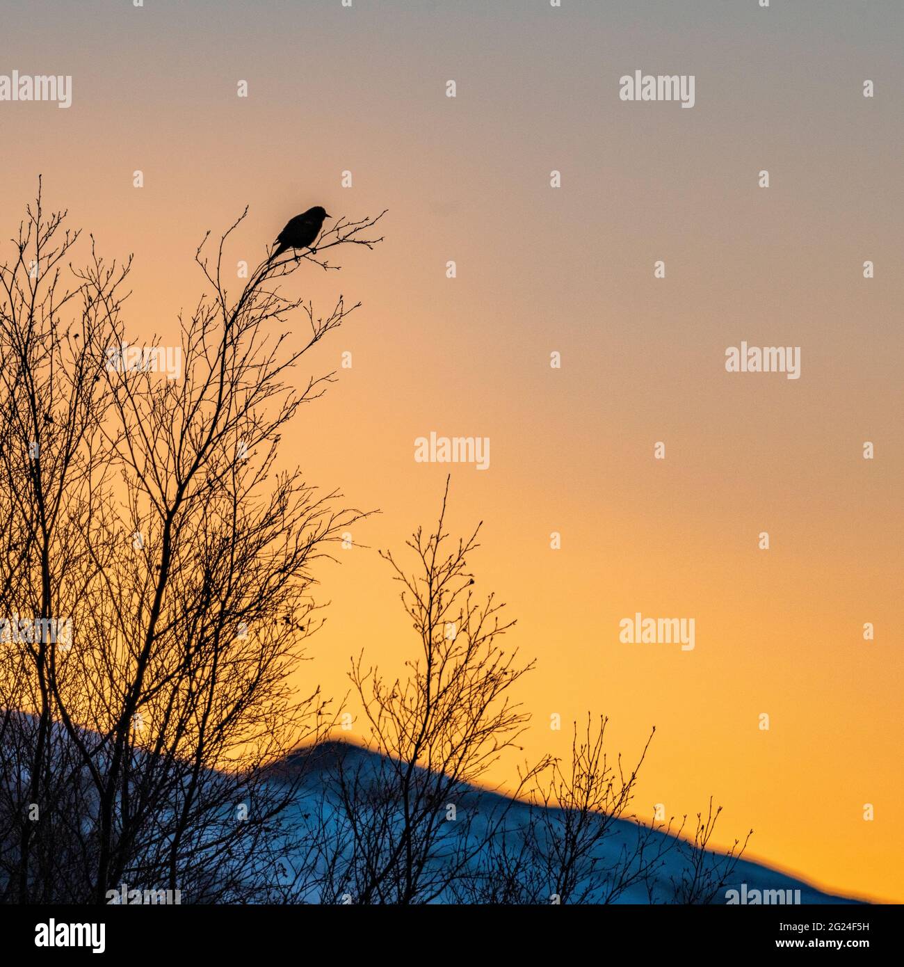 Songbird in tree hi-res stock photography and images - Alamy