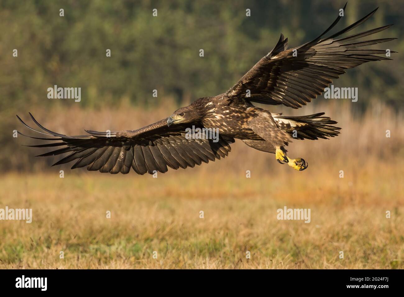 Eagle flying above sun hi-res stock photography and images - Alamy