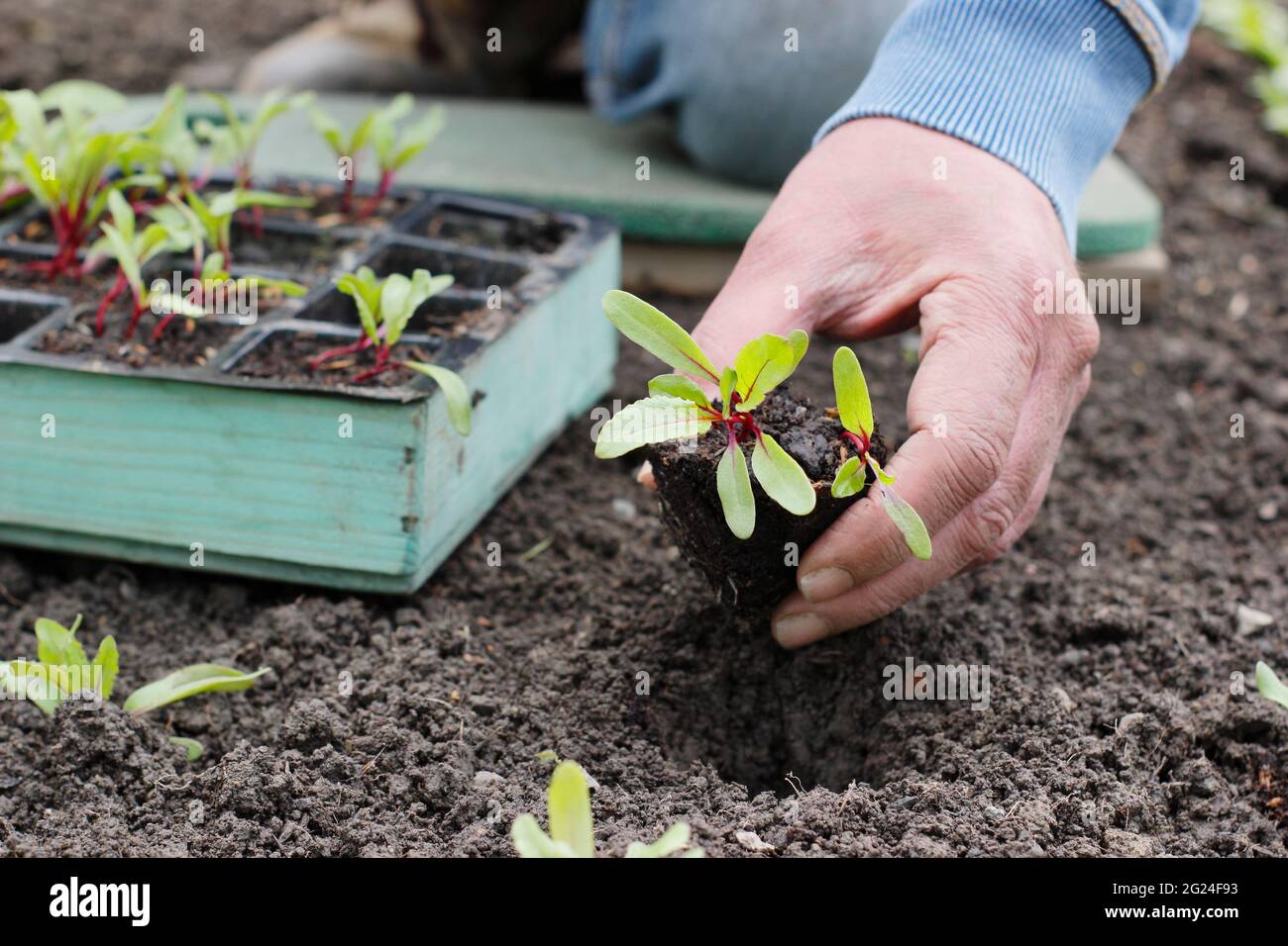 Planting out homegrown beetroot seedlings - Beta vulgaris 'Boltardy ...