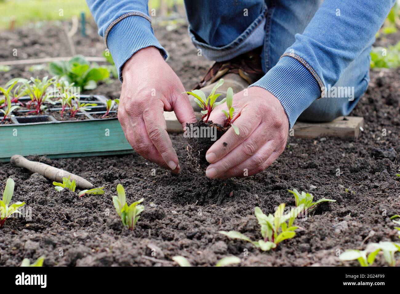 Planting out homegrown beetroot seedlings - Beta vulgaris 'Boltardy ...