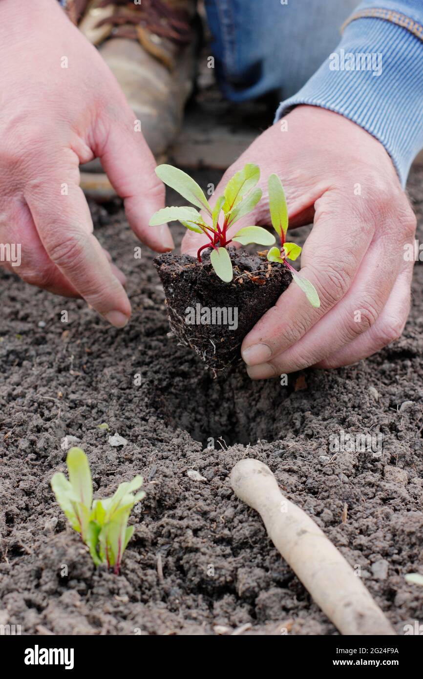 Planting out beetroot seedlings - Beta vulgaris 'Boltardy' - in a ...