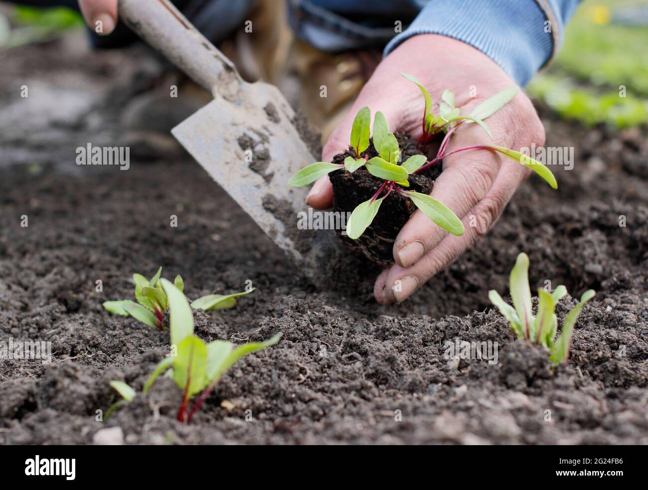 Planting out beetroot hi-res stock photography and images - Alamy