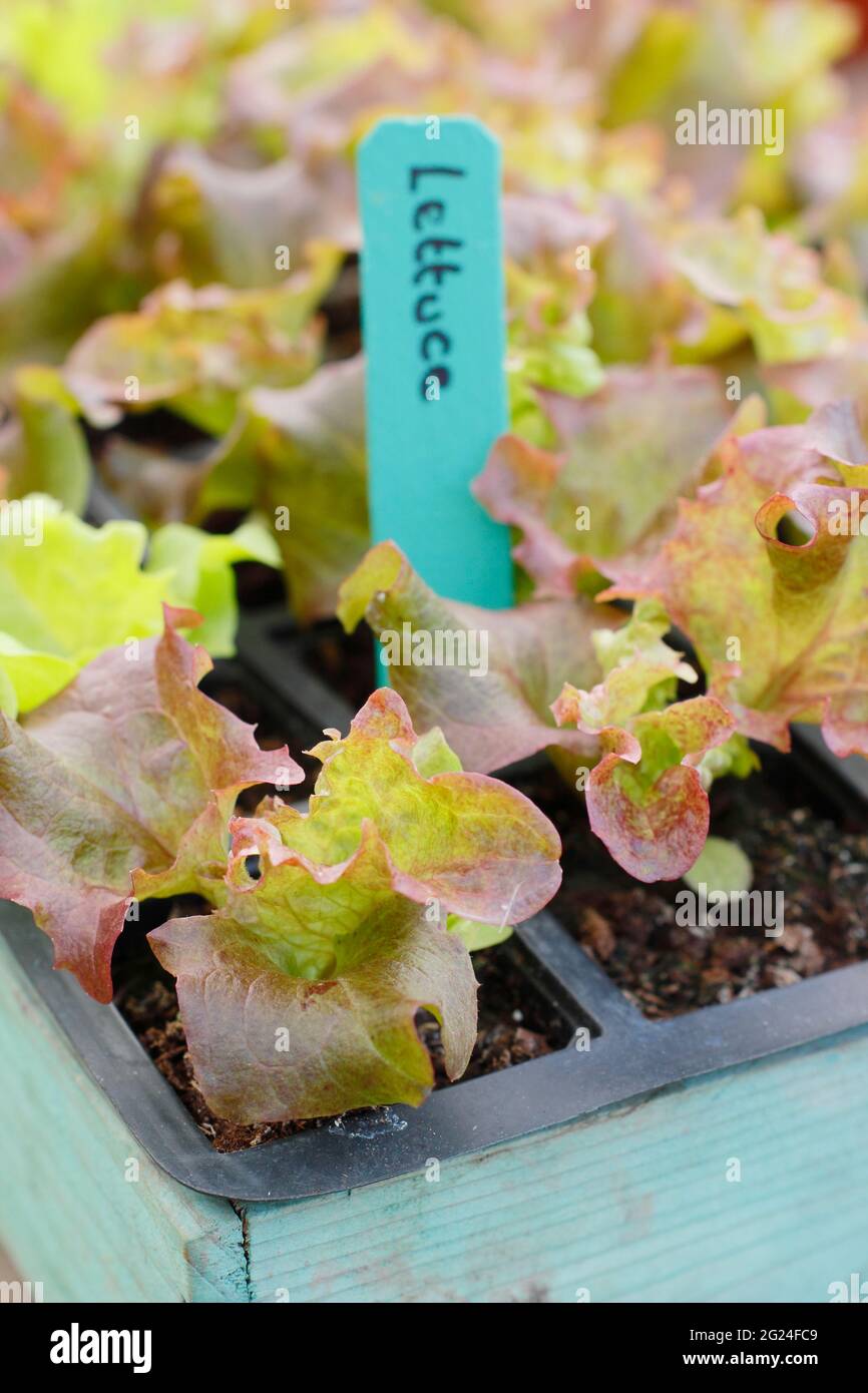 Lettuce grown from seed in a modular tray ready for planting out ...