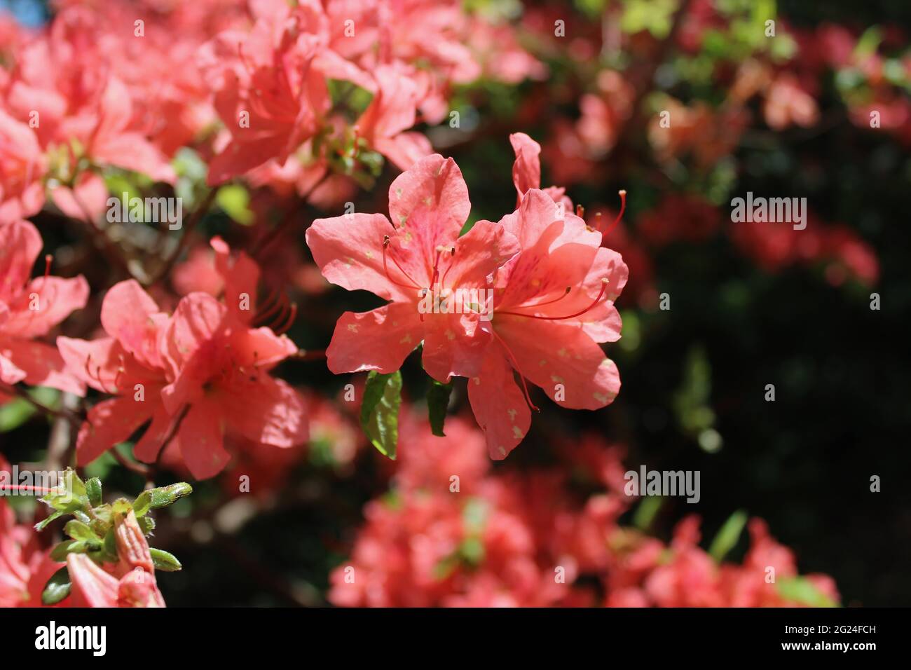 Indian botanical garden hi-res stock photography and images - Alamy