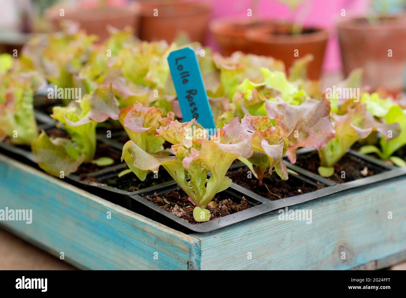 Lettuce grown from seed in a modular tray ready for planting out ...