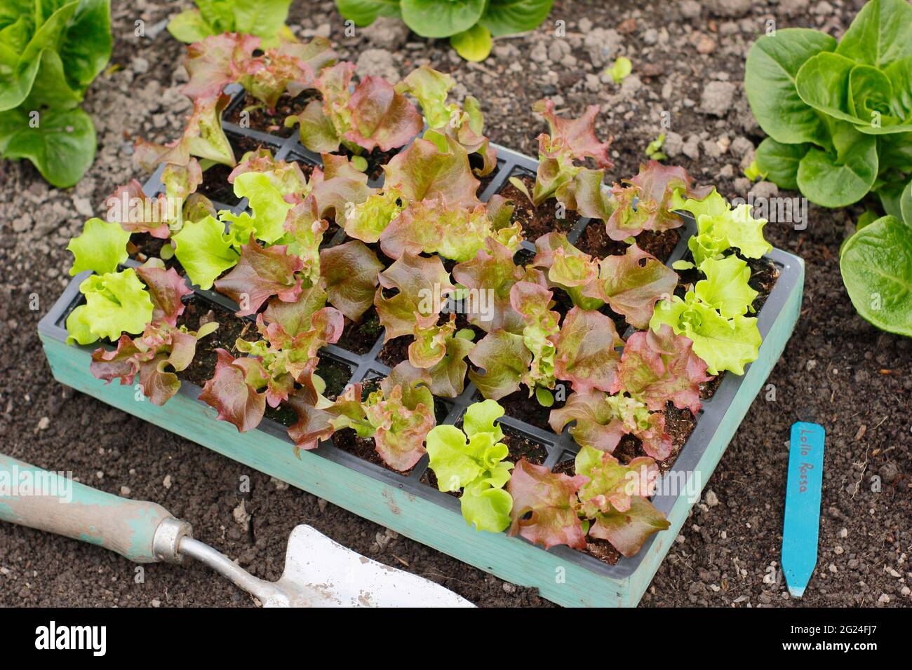 Lolla rosso lettuce hi-res stock photography and images - Alamy