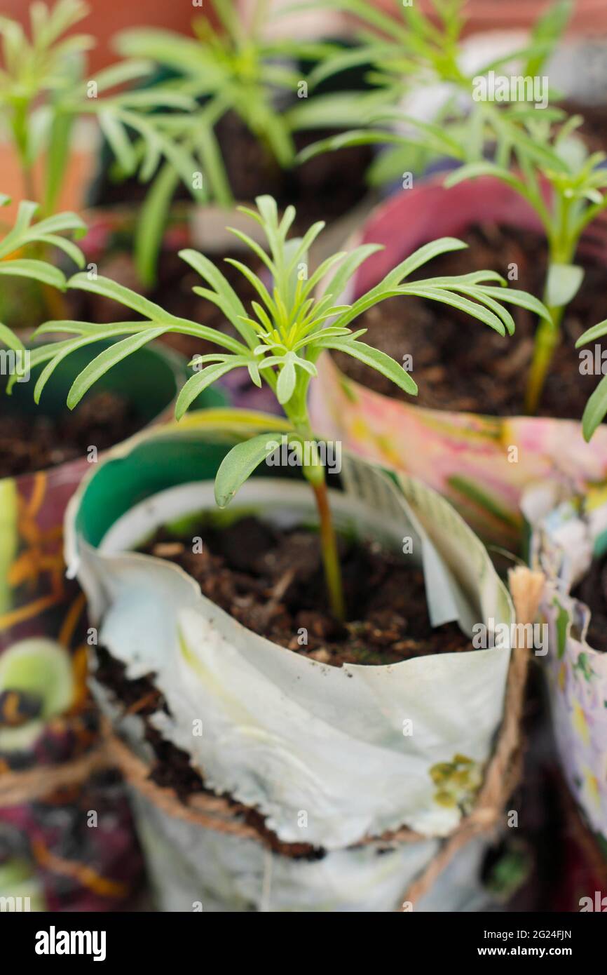 Cosmos Seedlings High Resolution Stock Photography and Images - Alamy