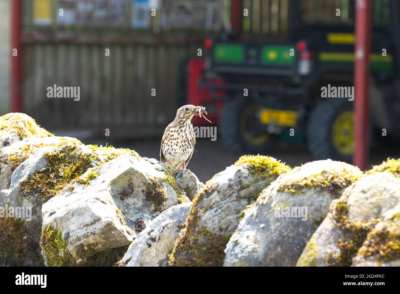 Thrush north yorkshire hi-res stock photography and images - Alamy