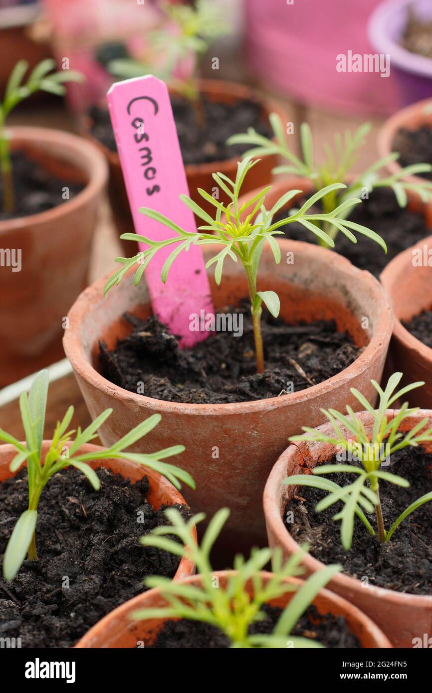 Cosmos bipinnatus. Cosmos seedlings potted up into clay pots to mature ...