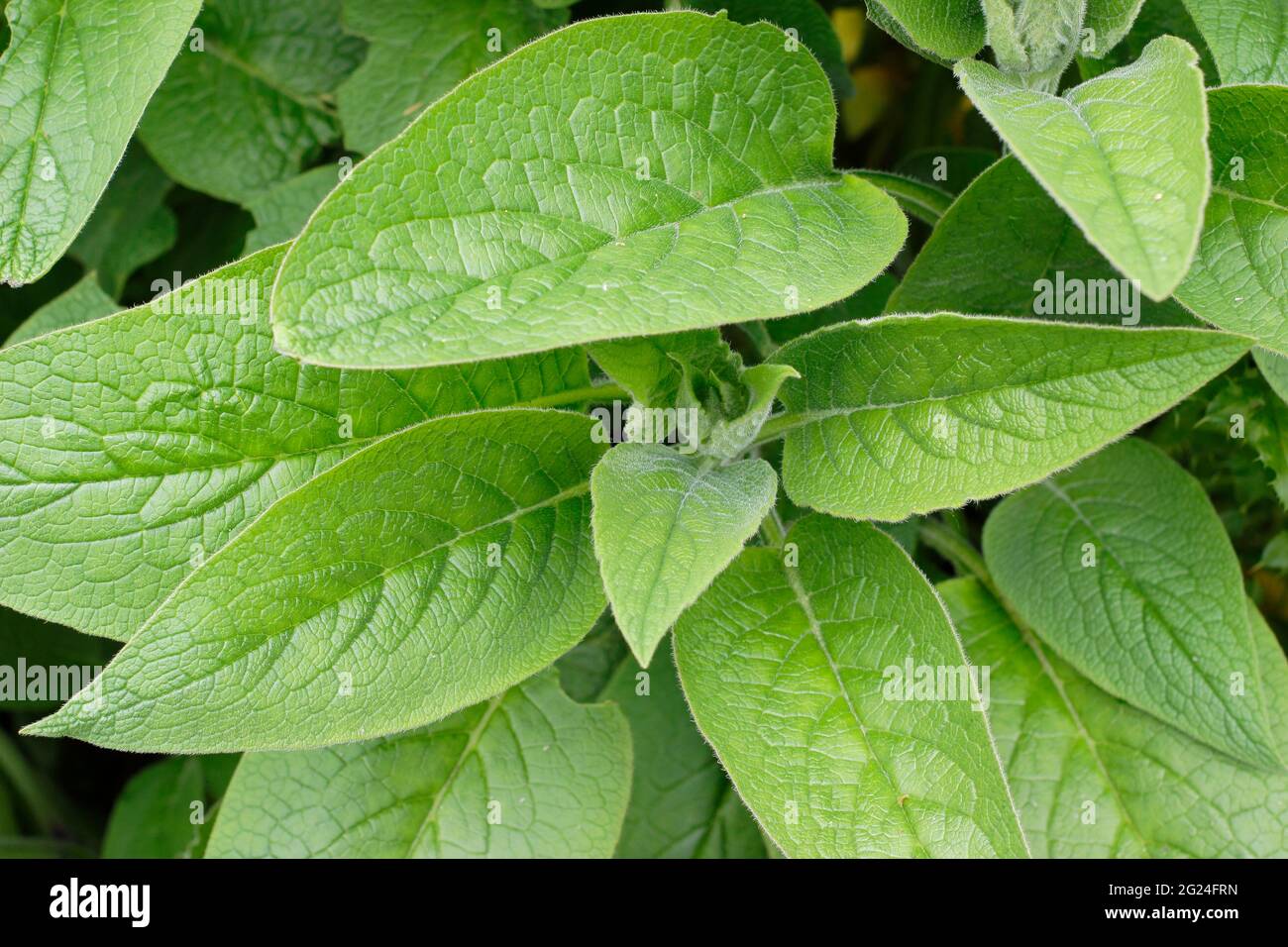 Comfrey leaves. Nutrient packed comfrey leaves ideal for making liquid plant fertiliser due to ...
