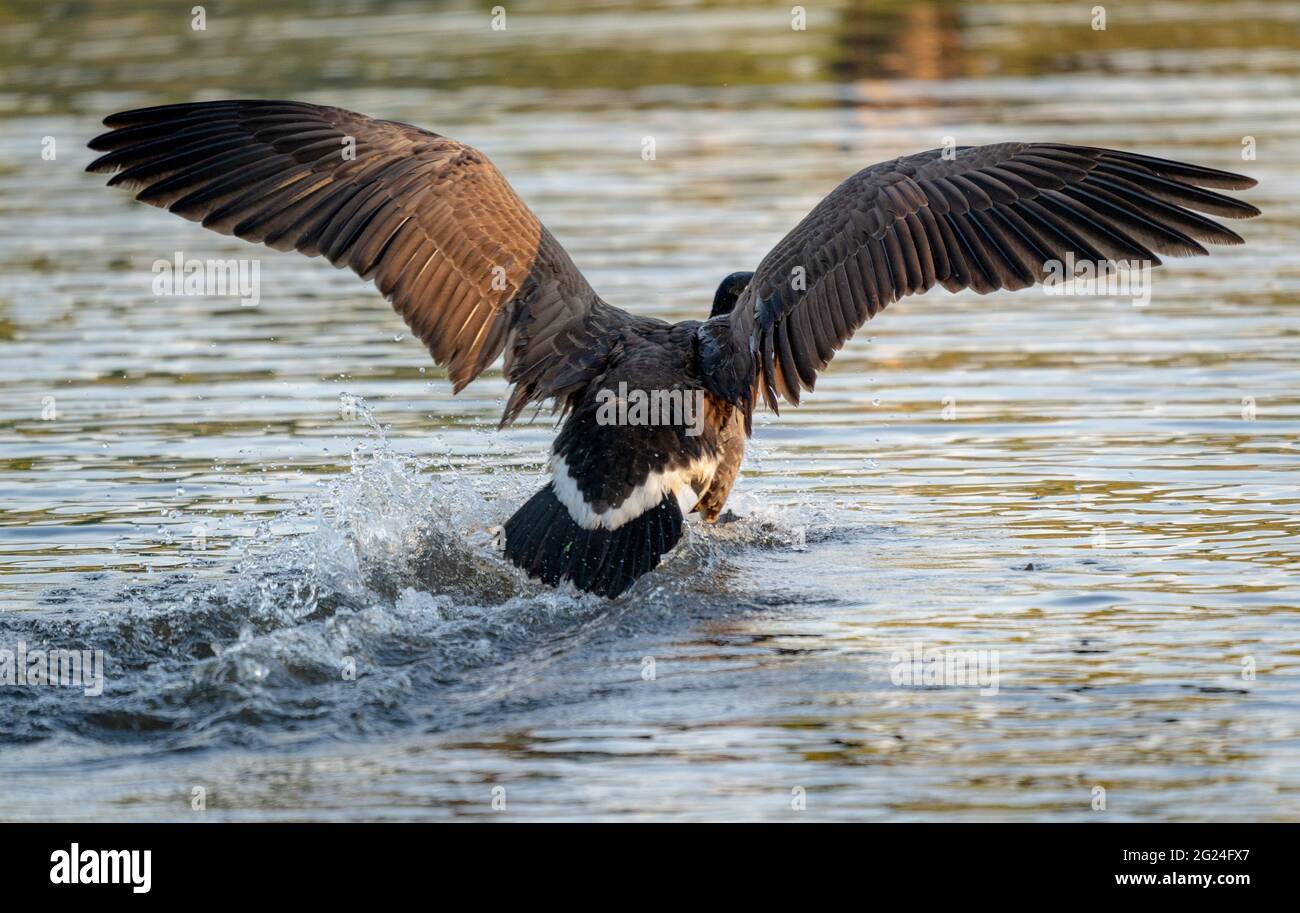 Flying wild ducks by the lake Stock Photo - Alamy