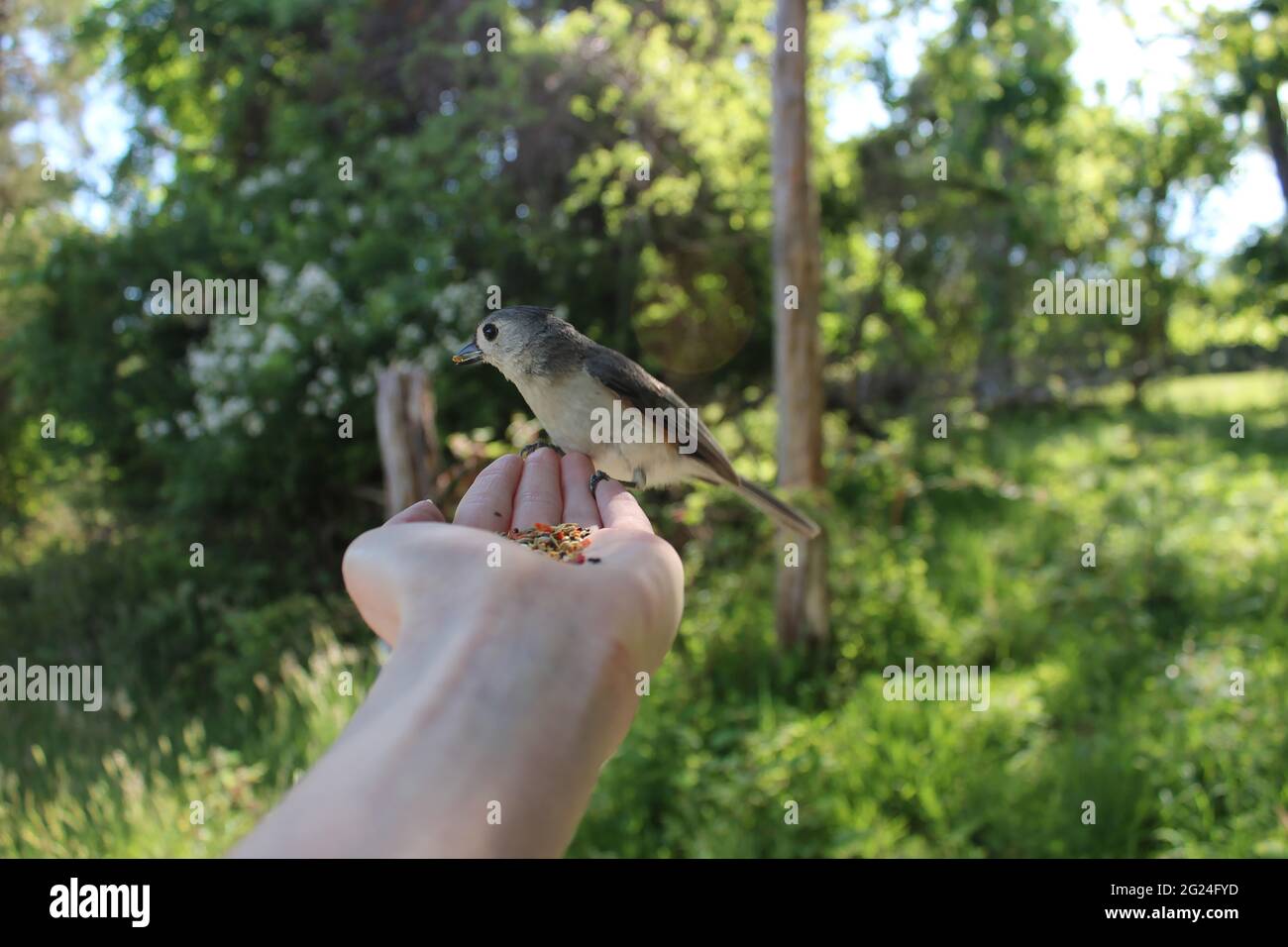 Hand tufted hi-res stock photography and images - Alamy