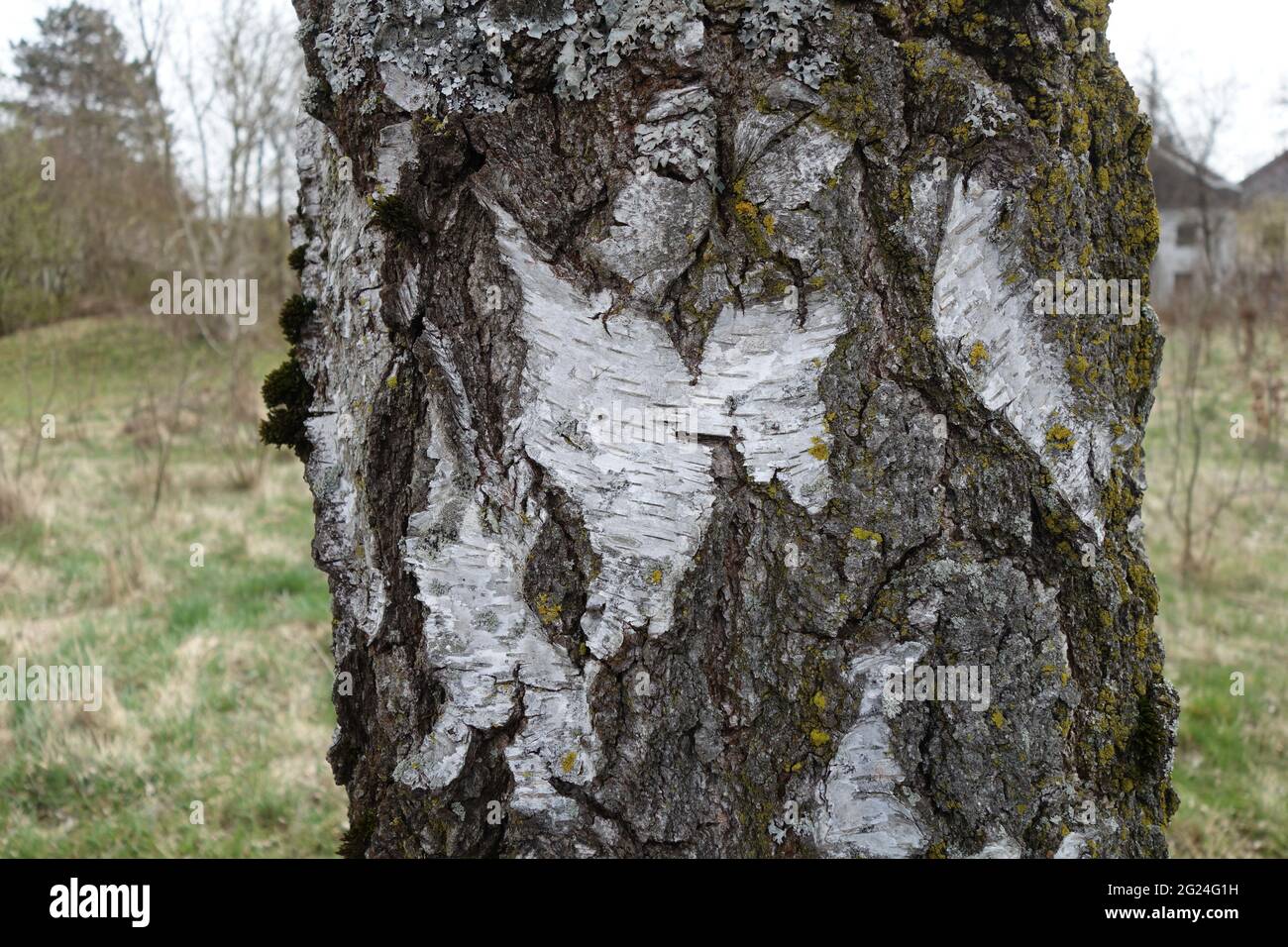 Closeup shot of a weathered tree bark Stock Photo - Alamy