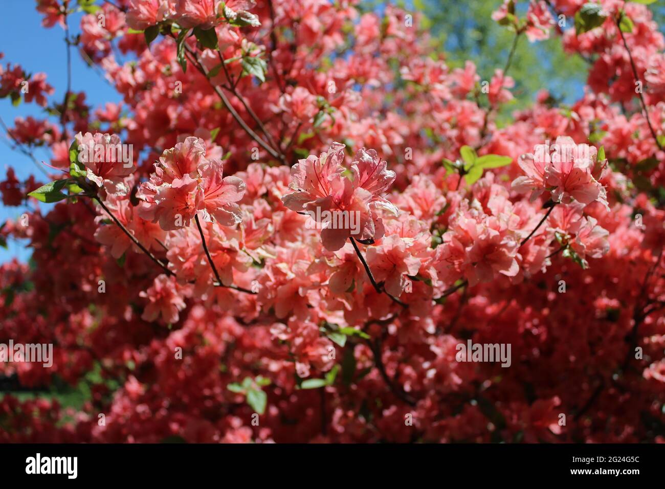 Indian Azalea- Beautifully lit Indian azaleas on a tree in the garden ...