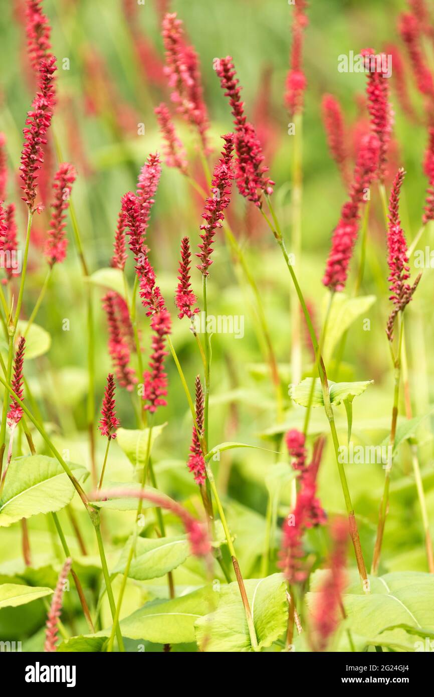 Persicaria amplexicaulis 'Firedance'. Red bistort 'Firedance'. Narrow ...