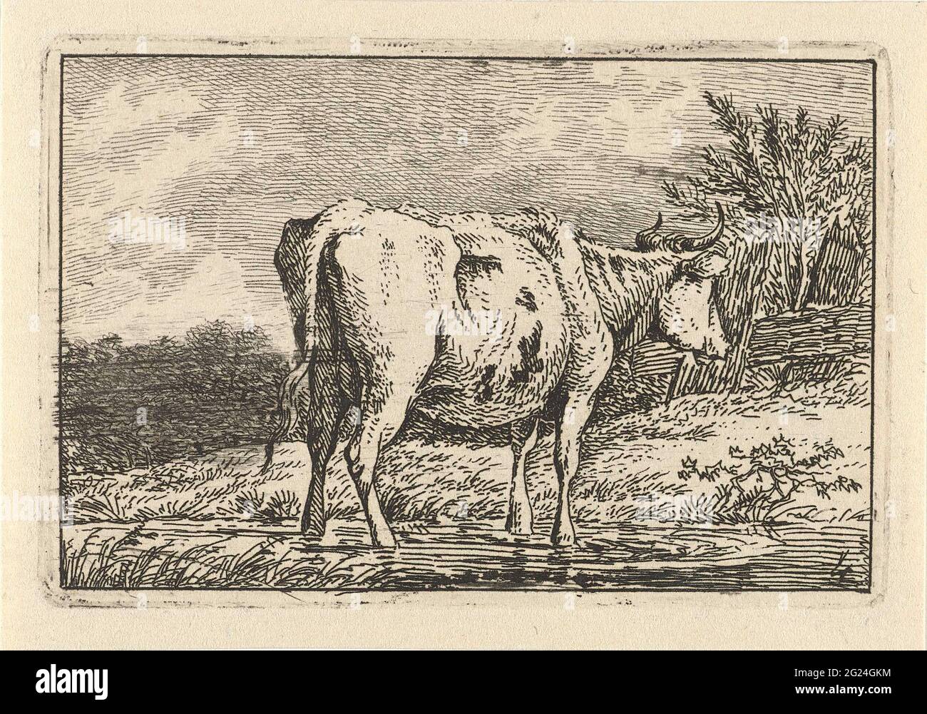 Puddle cows hi-res stock photography and images - Alamy