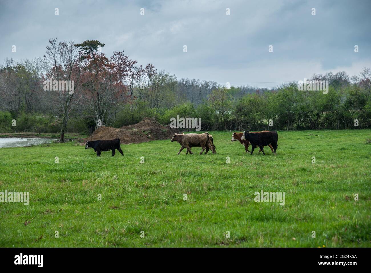 A group of cows in a farm field started to run away when it began to ...