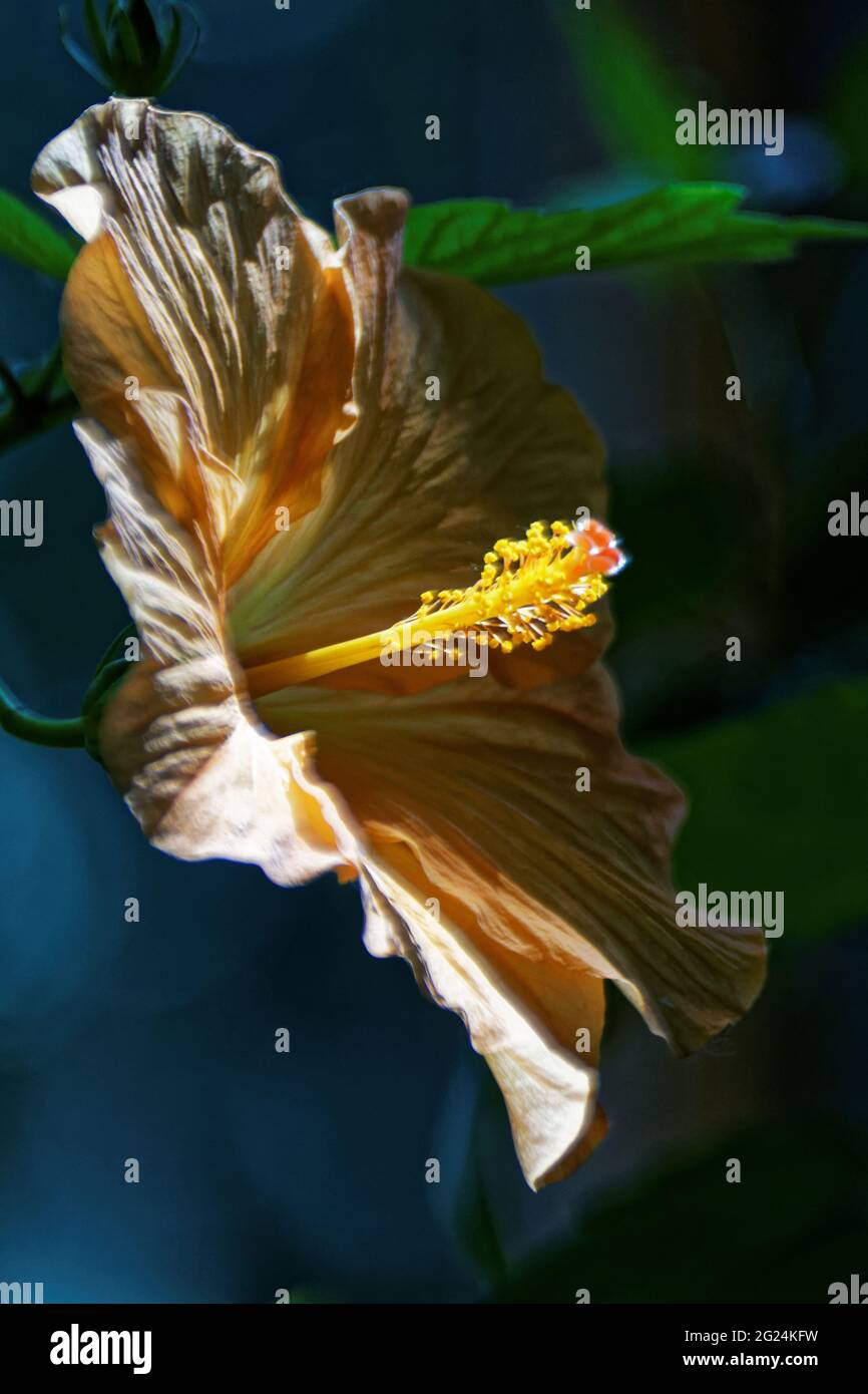 Flower photos for illustrations hi-res stock photography and images - Alamy