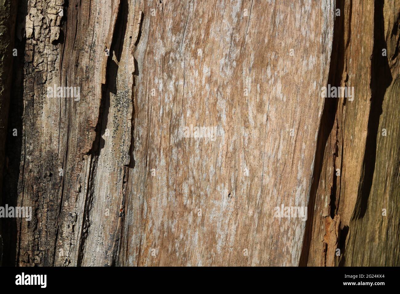 Full frame tree background showing old gnarled cracked woodgrain Stock ...