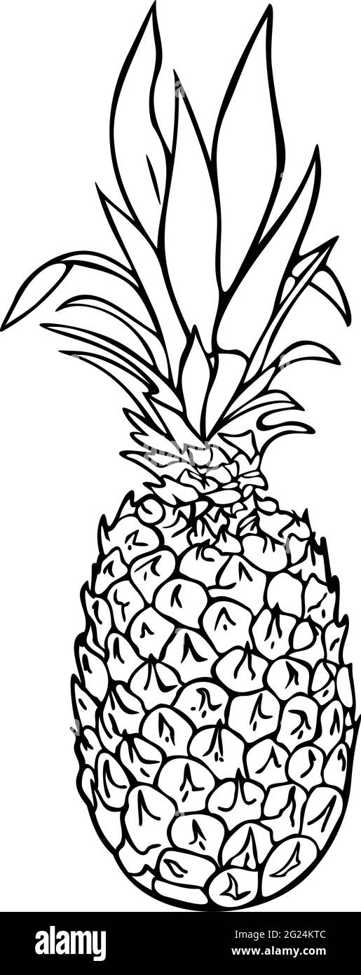 Vector illustration of black and white pineapple. Tropical food ...