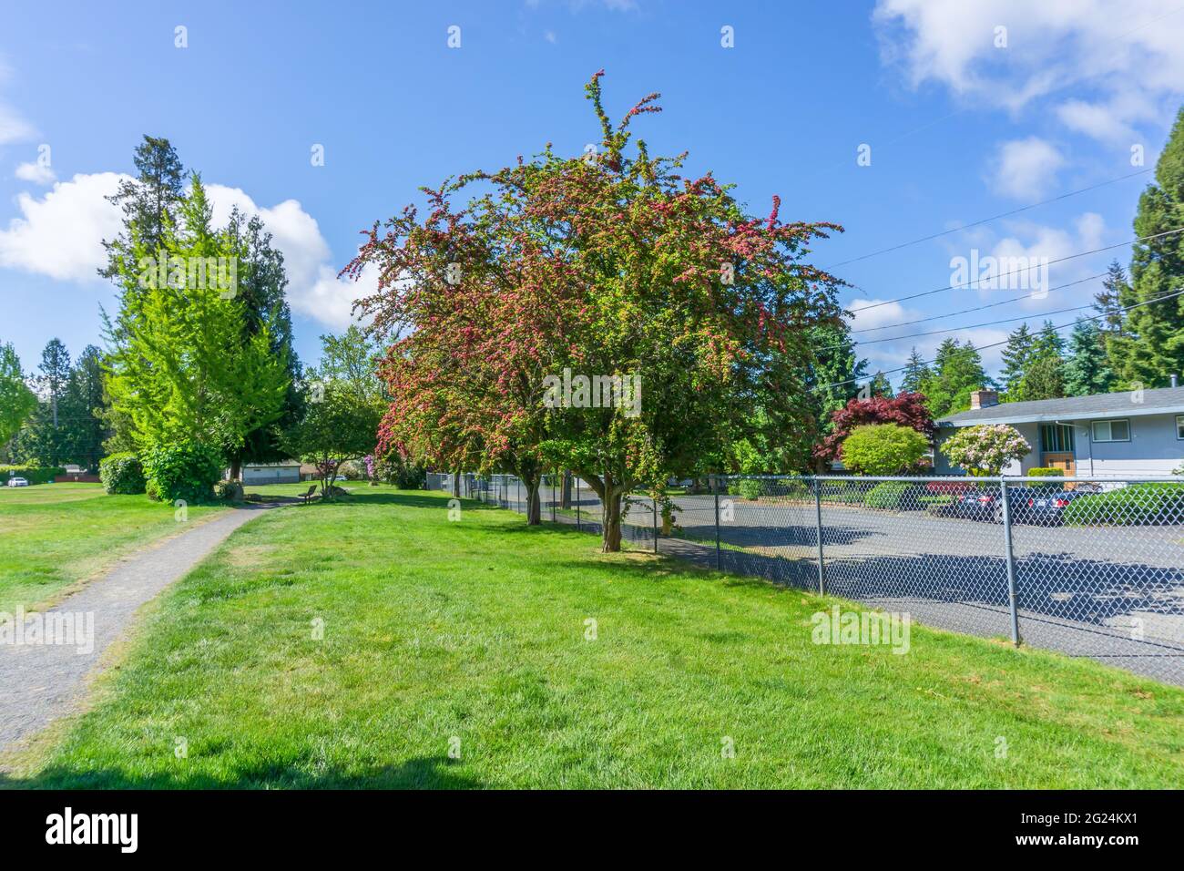 A tree wiht red blossoms at a park in Burien, Washington in spring ...