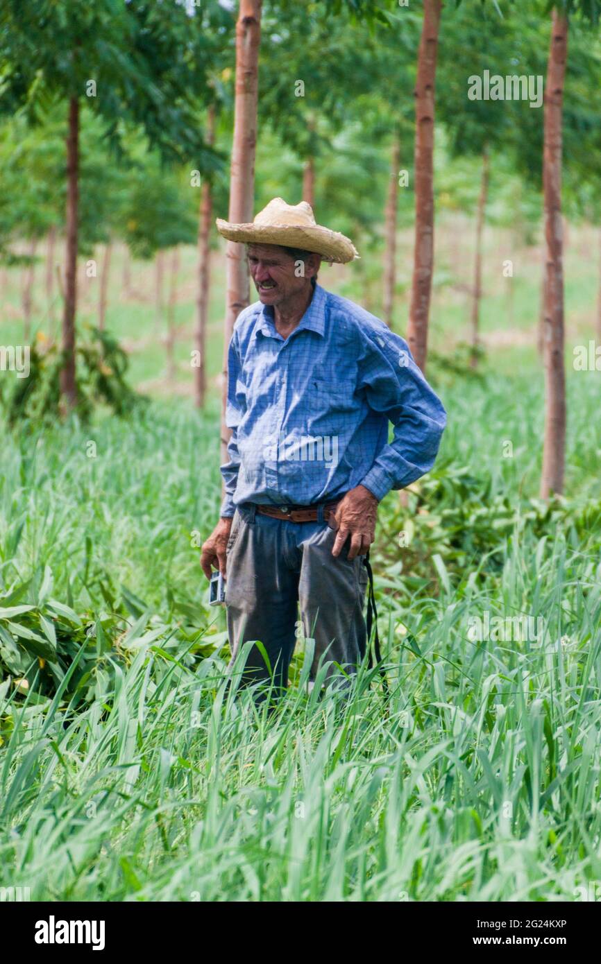 CORONEL BOGADO, PARAGUAY - FEB 10, 2015: Local man works on eucalyptus ...