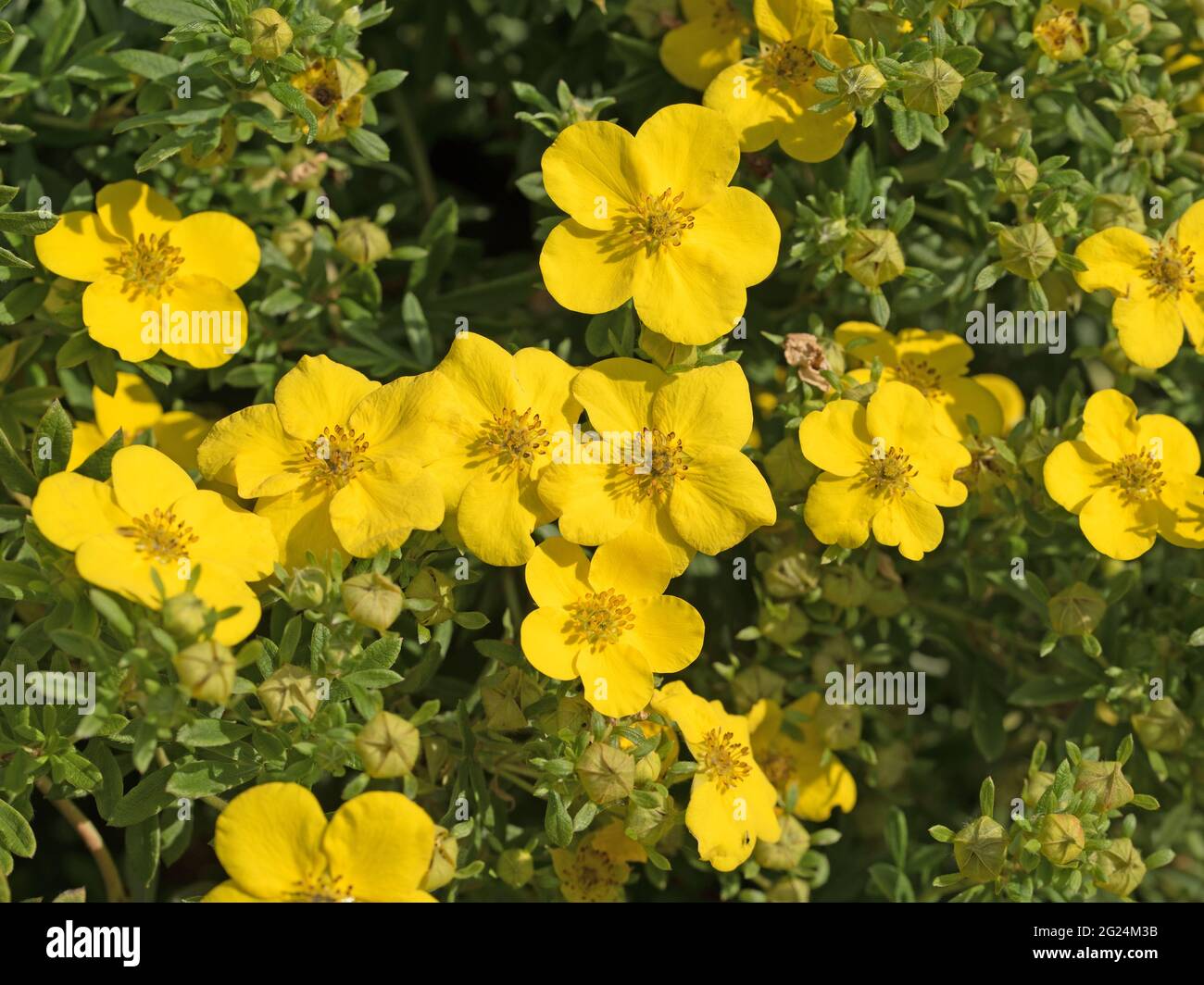 Flowering finger shrub, potentilla fruticosa Stock Photo - Alamy